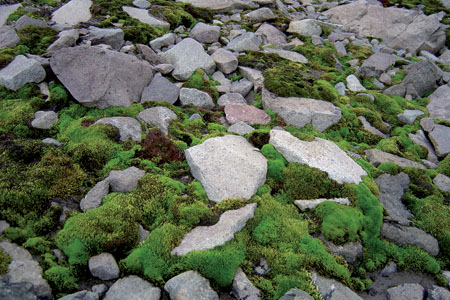 Visitor Site Guidelines - 11. Turret Point