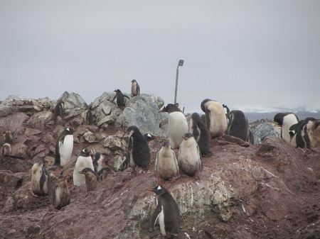 Visitor Site Guidelines - 41. Georges Point, Rongé Island